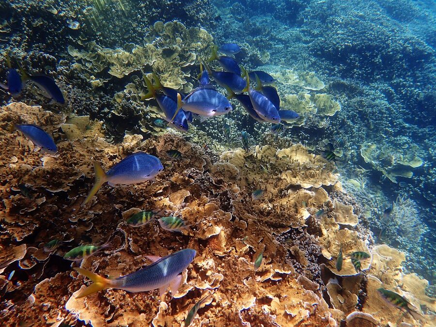 Blue marine waters of the Great Barrier Reef
