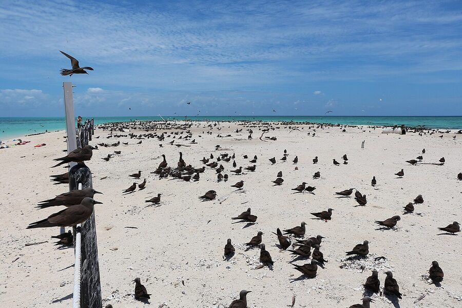 Brown noddies on Michaelmas Cay