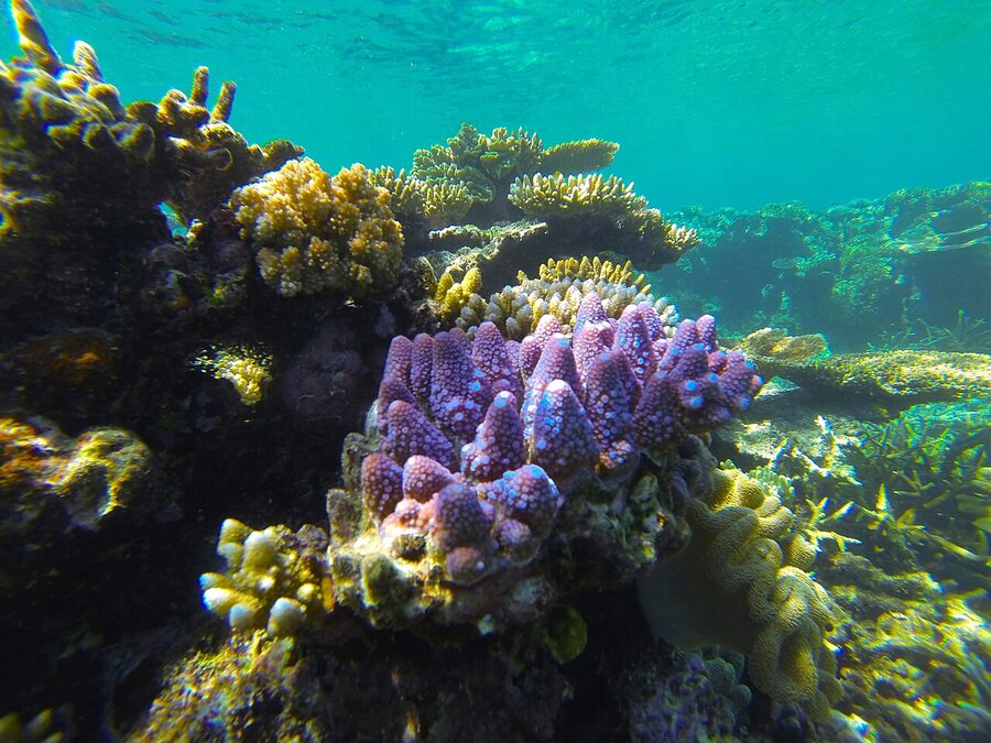 Snorkel exit area at a Great Barrier Reef pontoon