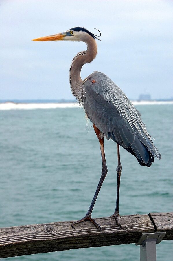 Great blue heron bird standing in water in natural wildlife habitat