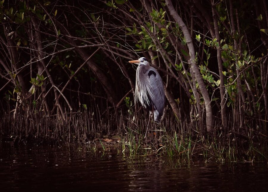 Great Blue Heron standing on a mangrove branch in Florida
