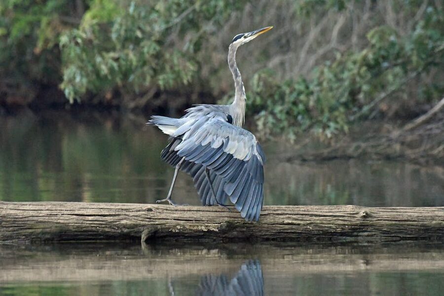 Great blue heron fishing by a river