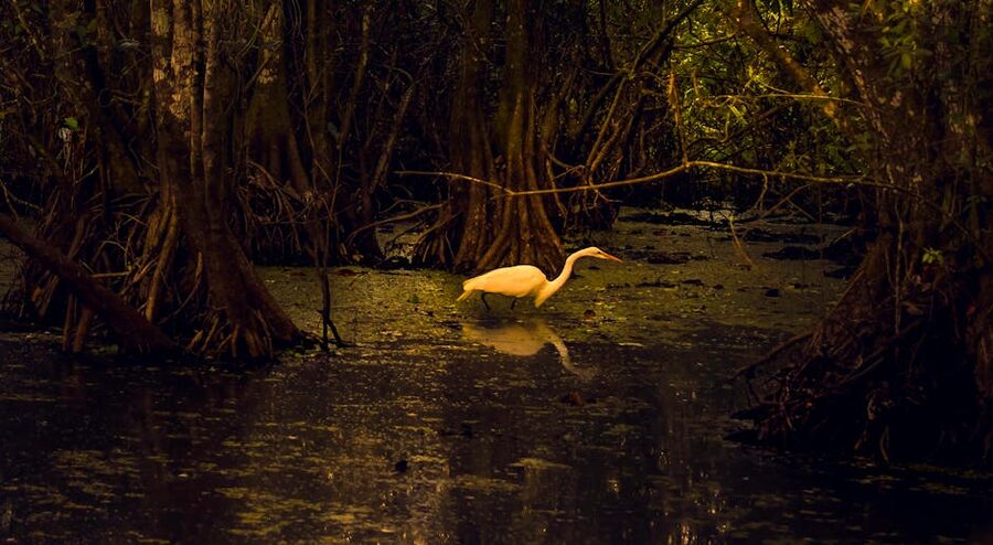 Great egret wading in a mangrove swamp