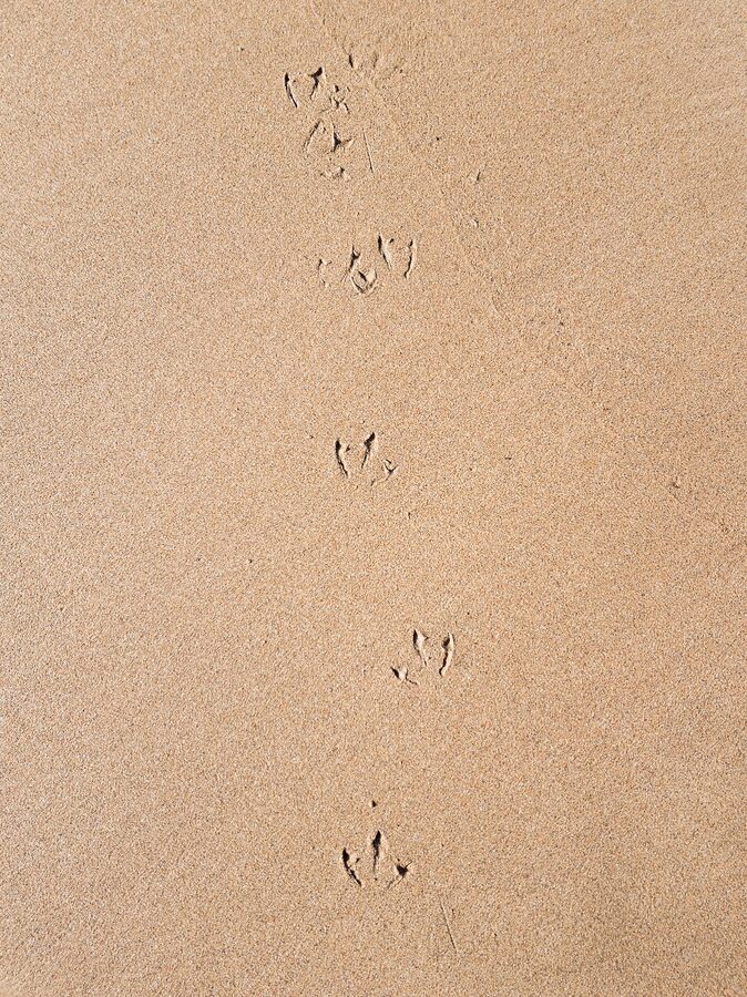 Apollo Bay beach at sunset Victoria