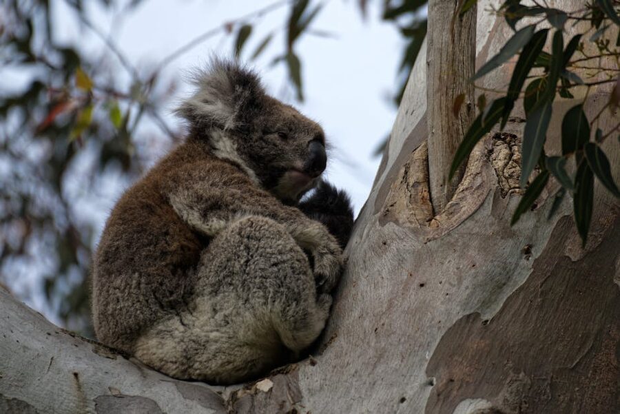 Koala resting in a eucalyptus tree along the Great Ocean Road