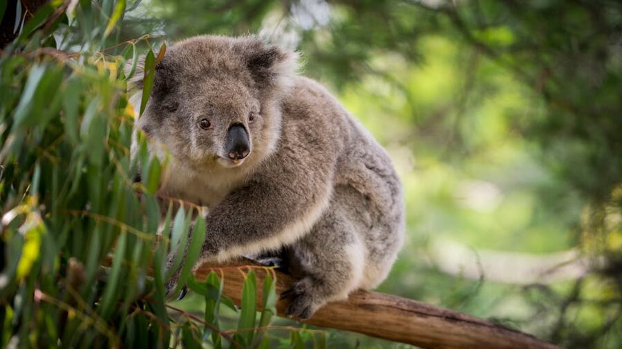 Koala on a eucalyptus tree branch in Australia