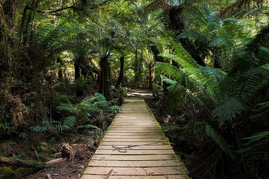 Maits Rest rainforest walk in the Otway Ranges