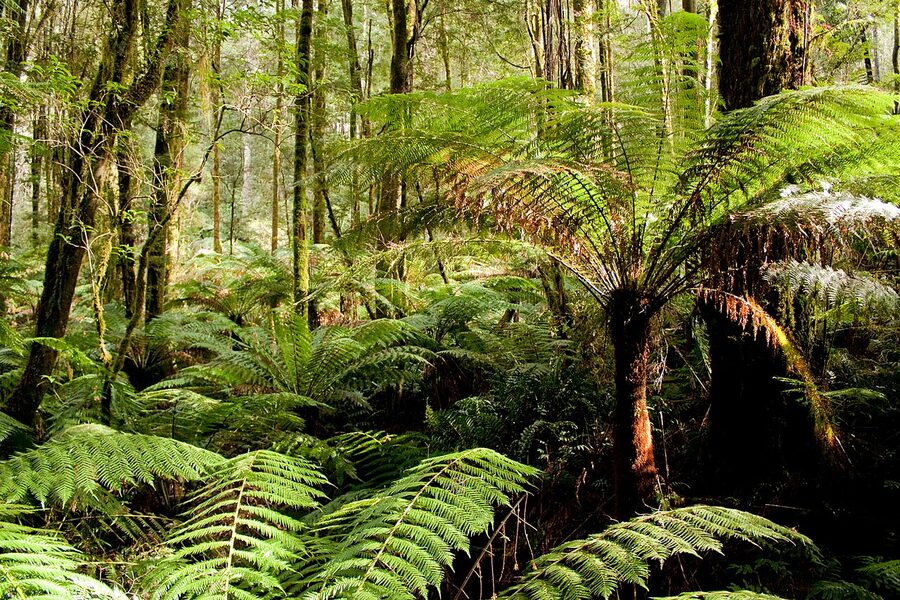 Otway Ranges rainforest in Victoria, Australia
