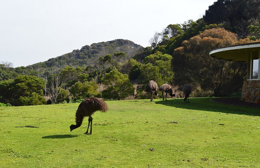 Emu at Tower Hill State Game Reserve Victoria