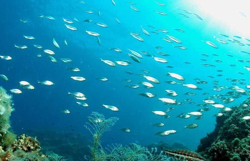 Green Bay Cyprus - Scuba diving - Guided Dive or Try Dive - An In-Depth Look at the Experience