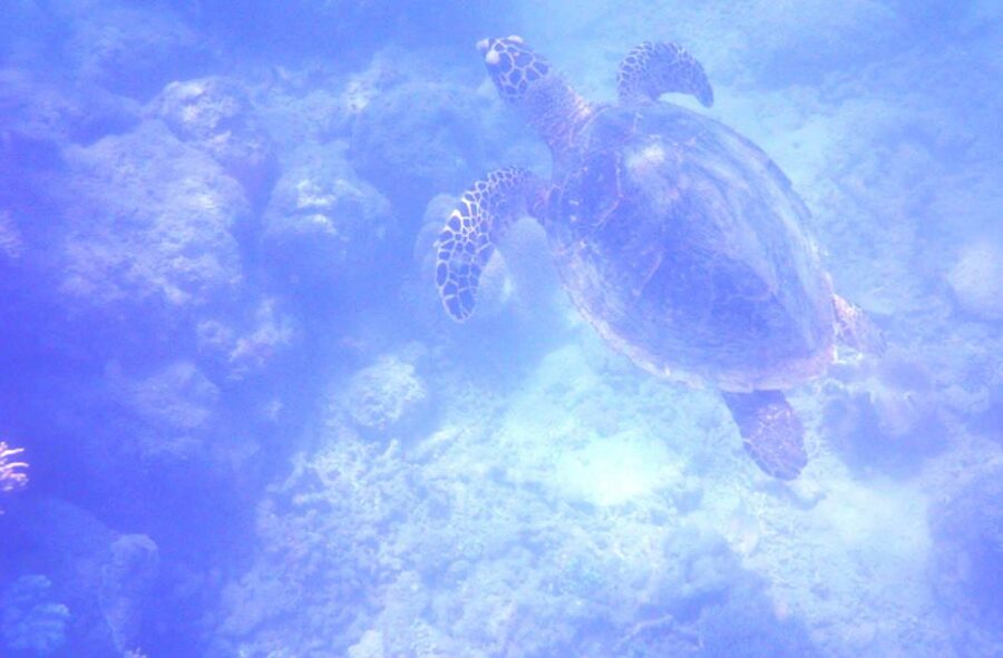 Green sea turtle in Great Barrier Reef Queensland