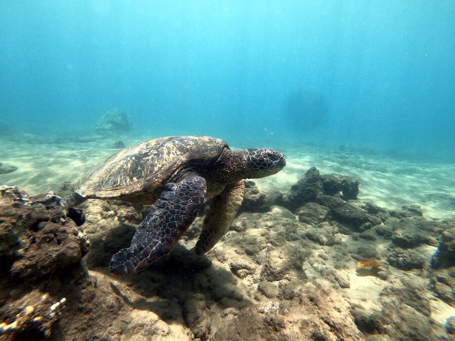 Green sea turtle swimming in the clear waters of Hawaii
