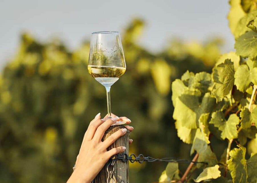 Grimaud: Horseback Riding & Wine Tasting in Maures Forest - An In-Depth Look at the Experience