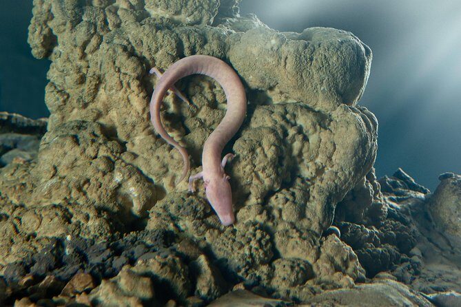 Group tour to Postojna Cave from Koper - with unique cave train - Itinerary Breakdown: What to Expect