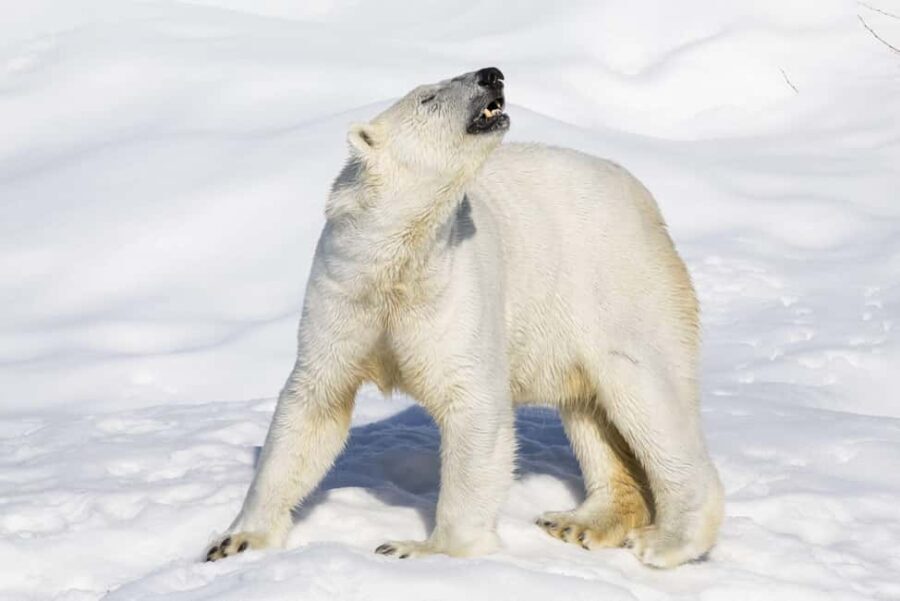 Guided Ranua Wildlife Zoo Tour with Lunch Buffet - The Practicalities