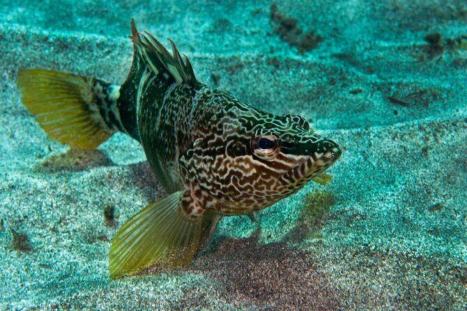 Guided Snorkel Experience - Why This Snorkel Tour Offers Great Value