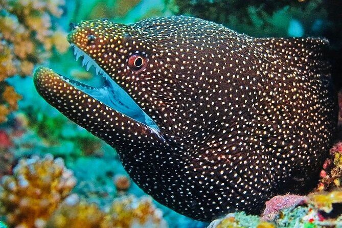 Guided Snorkeling Excursion in Malta - The Sum Up