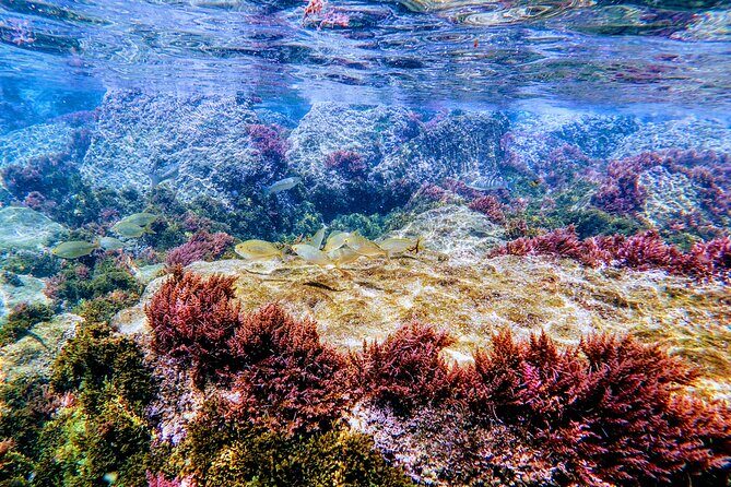 Guided snorkeling route in the Strait Natural Park - About the Itinerary