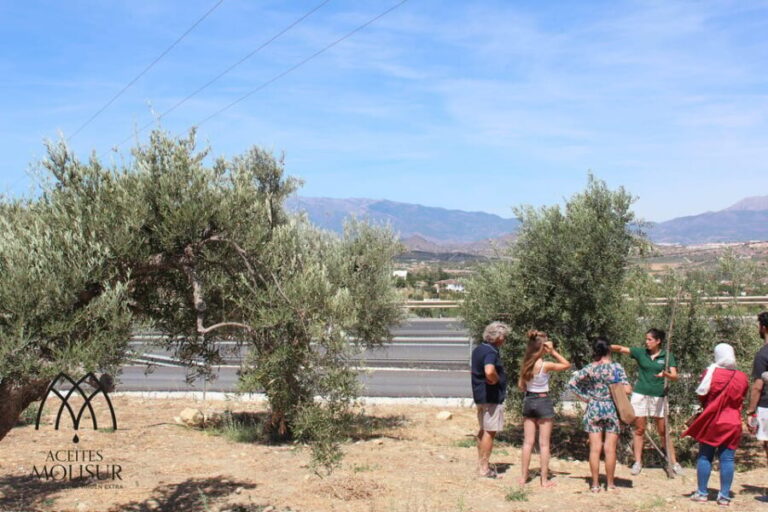 Guided tour and oil tasting at the Aceites Molisur factory - Why This Tour Works