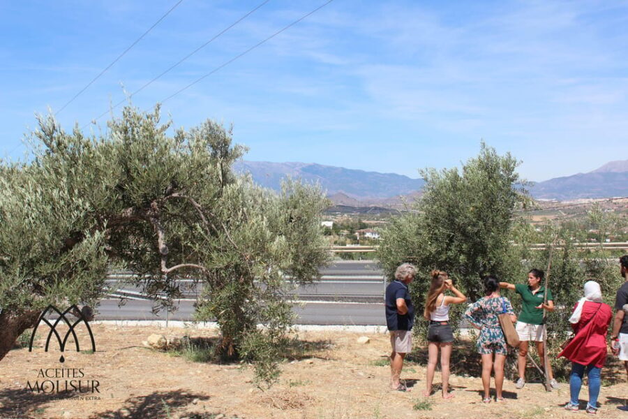 Guided tour and oil tasting at the Aceites Molisur factory - Why This Tour Works