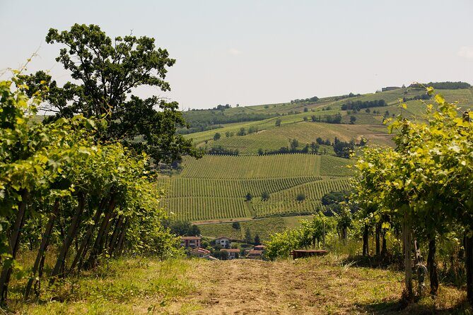 Guided tour of vineyards and winery with tasting 4 wines - A Deep Dive into the Experience