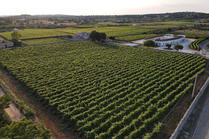 Guided tour through the vineyards with local wine tasting - Practical Info & Tips for Booking