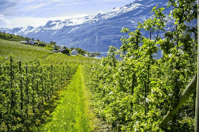 Guided tour to Hardangerfjord with Waterfalls and Ferry Crossing - What Travelers Say