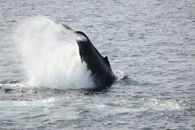 Guided Whale Watching Experience from Reykjavik - Who Will Love This Tour
