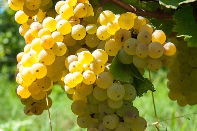 Guided Wine Tasting Experience in a Roman Vineyard - The Experience That Keeps Guests Coming Back