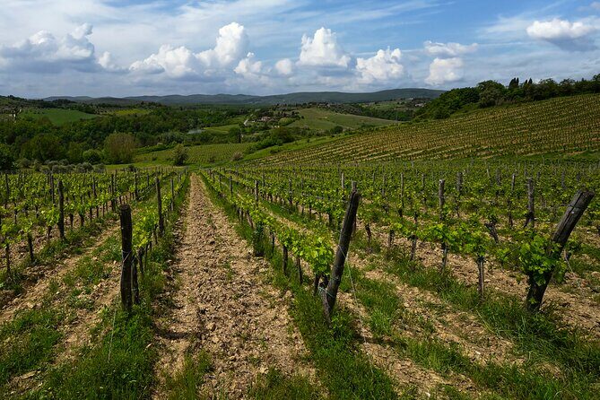 Guided Winery Tour and Wine Tasting in Siena - Practical Tips for Visitors