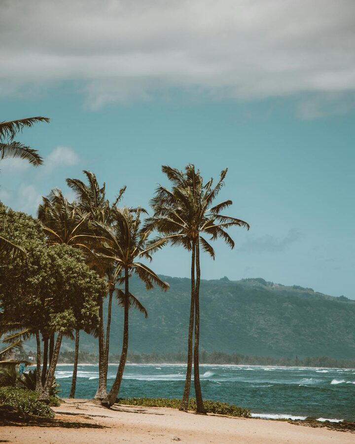 Tropical beach in Haleiwa Hawaii with palm trees and ocean views