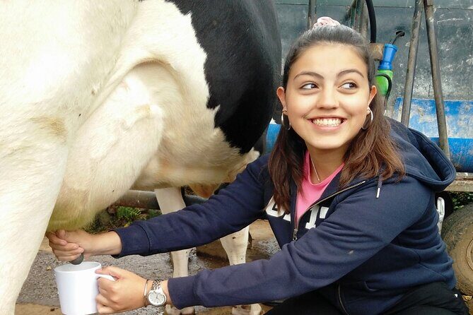 Half-Day Farm Visit and Cow Milking Experience - The Sum Up