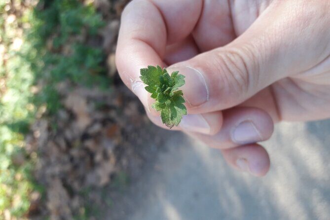 Half Day Gastronomic Wild Walk in Girona - Deep Dive into the Experiences Value