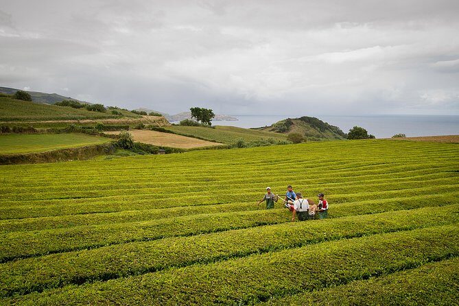 Half day Gorreana - Pedestrian Walk and Tea Tasting (Min. 2 persons) - Why This Tour Works for Different Types of Travelers