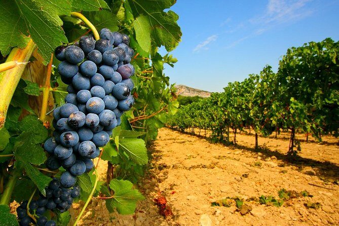 Half Day Great Vineyard Tour from Avignon - Who Should Book This Tour?