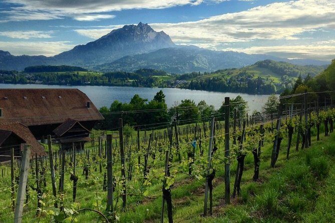 Half-Day Lake Lucerne Country Walk - The Detailed Experience: What to Expect