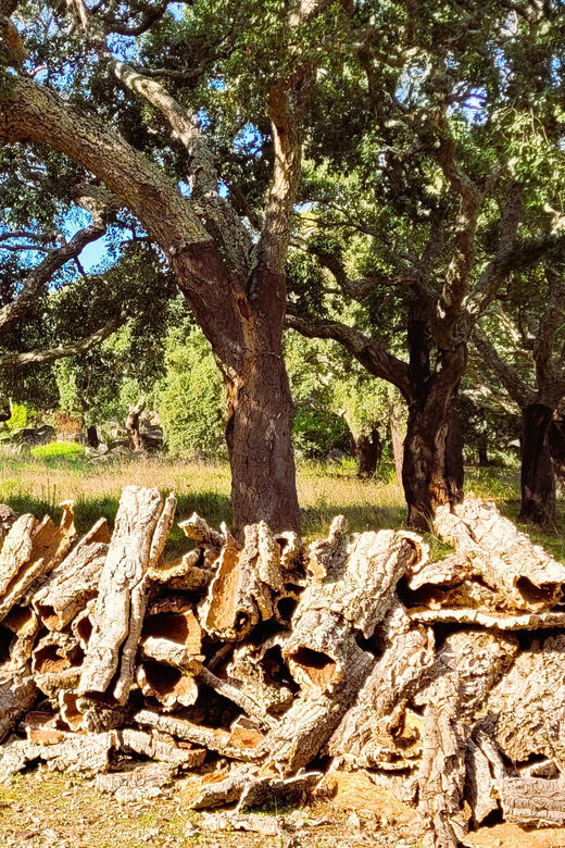 Half-Day Mountain Jeep Safari with firewater tasting - An In-Depth Look at the Experience