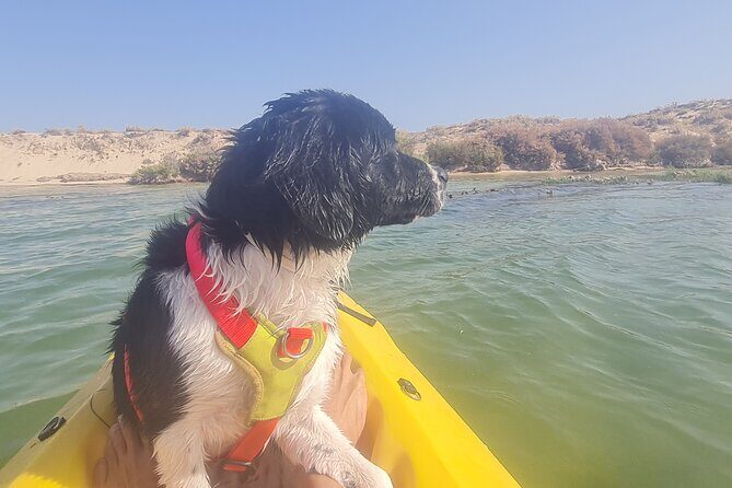 Half-Day Private Guided Kayak Island Tour - What to Expect During the Tour
