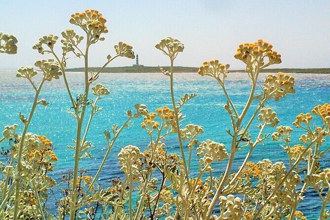 Half-Day Private Menorca Sightseeing Tour - Authentic Experiences and Unique Insights from Reviewers