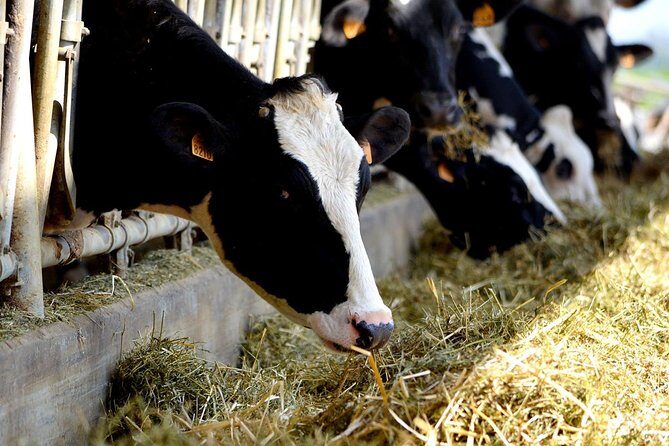 Half Day Private Parmigiano Reggiano and Parma Ham Experience - Why This Tour is a Great Deal