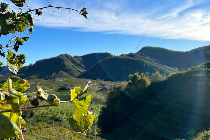 Half Day Prosecco Tour All Inclusive from Conegliano - What Reviewers Say: Authentic Perspectives