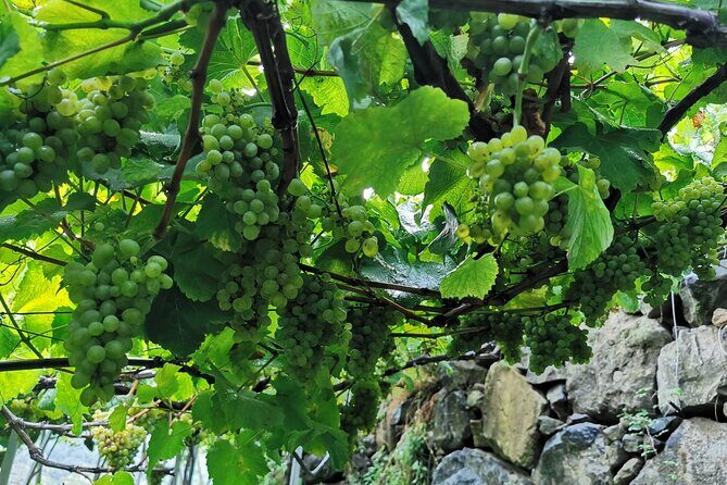 Half-Day Small-Group Wine Tour in Madeira - What Travelers Love About the Tour