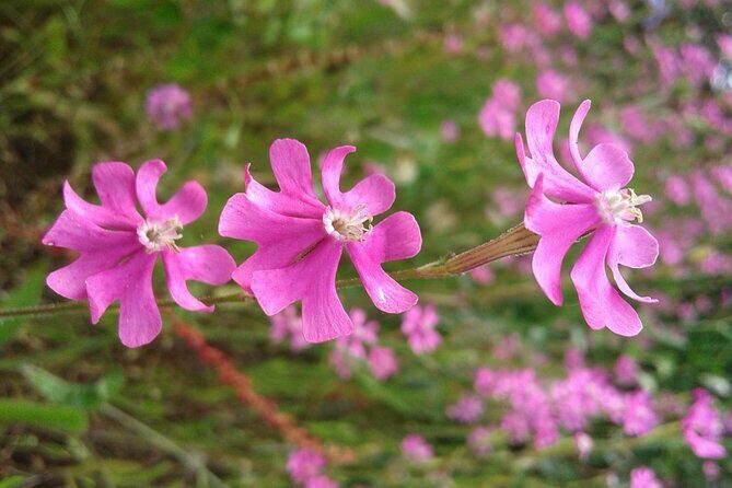 Half Day Walking Tour in Ria Formosa Nature Park - Who Should Consider This Tour?