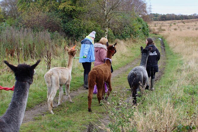 Halloween Pumpkin Patch and Alpaca Adventure - Pricing and Value