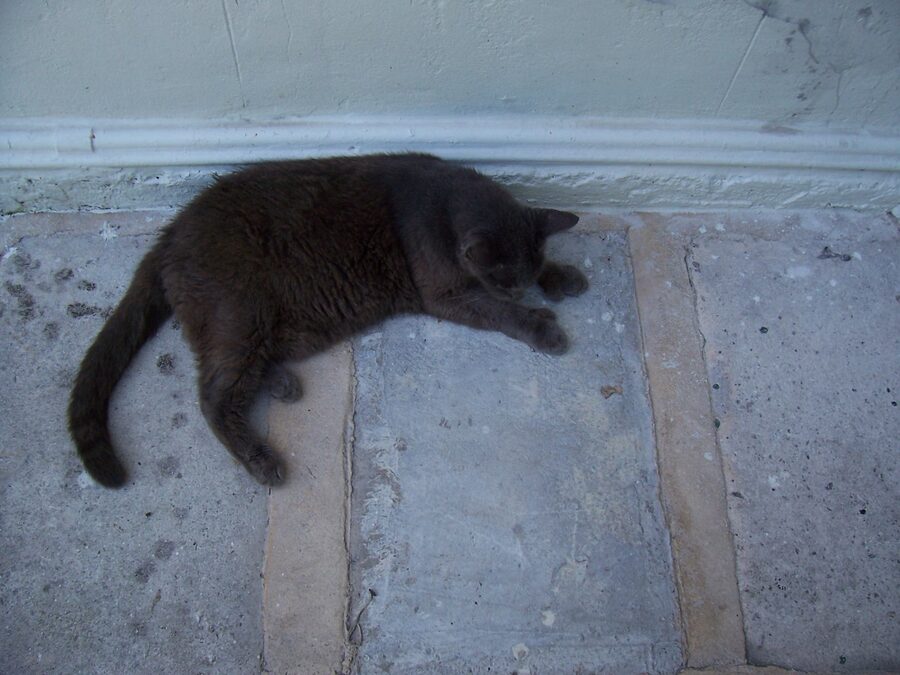 A six-toed polydactyl cat on the Hemingway House grounds Key West