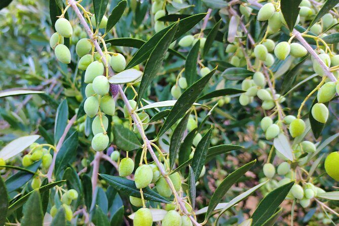 Heraklion Private Olive Oil and Wine Gastronomy tour with Lunch - A Deep Dive into the Experience