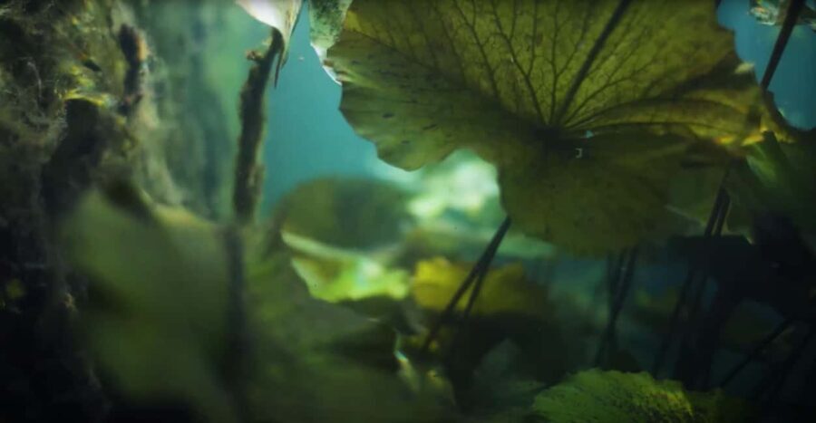 Hévíz Wellness Escape: Thermal Lake Day Trip from Budapest - Why This Tour Offers Great Value