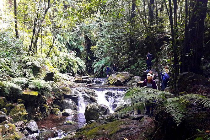 Hidden Corners: Levada Walk from Funchal - Why This Tour Offers Great Value