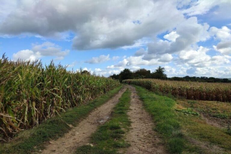 Hiking Adventure in Van Gogh's footsteps (6 miles walk) - Who Will Love This Tour?