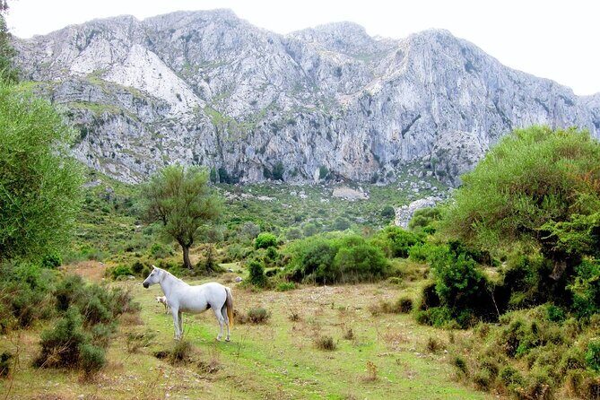 Hiking Private Tour in Pollensa - Who Should Book This Tour?